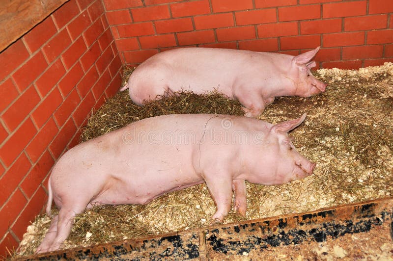 Two big pigs stock image. Image of natural, livestock - 49543473