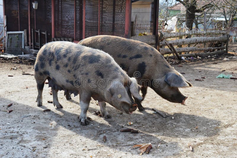 Two big pigs stock image. Image of mammal, autumn, village - 131004695