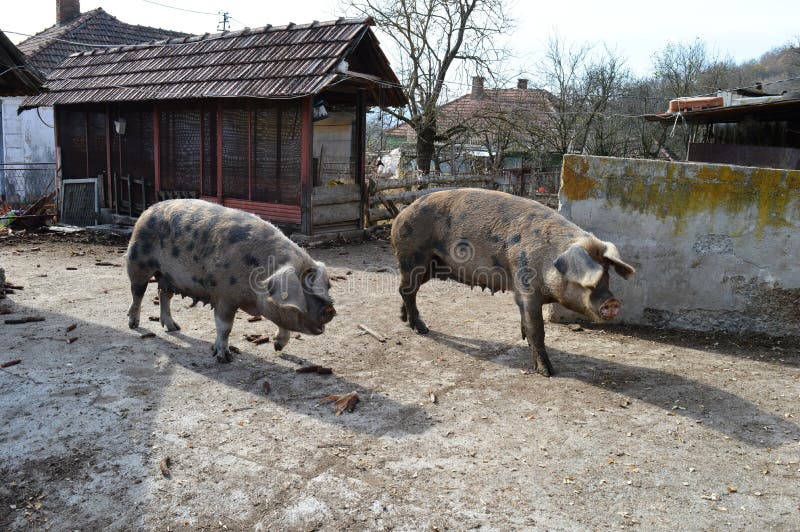 Two big pigs stock photo. Image of ears, color, mammal - 131004726