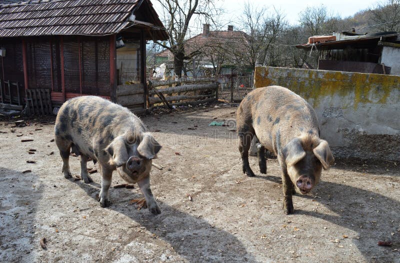 Two big pigs stock image. Image of village, autumn, pigs - 131004771