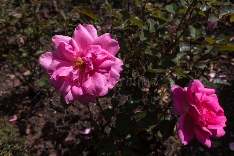 Two Big Pink Roses in a Garden Stock Photo - Image of garden, beauty ...