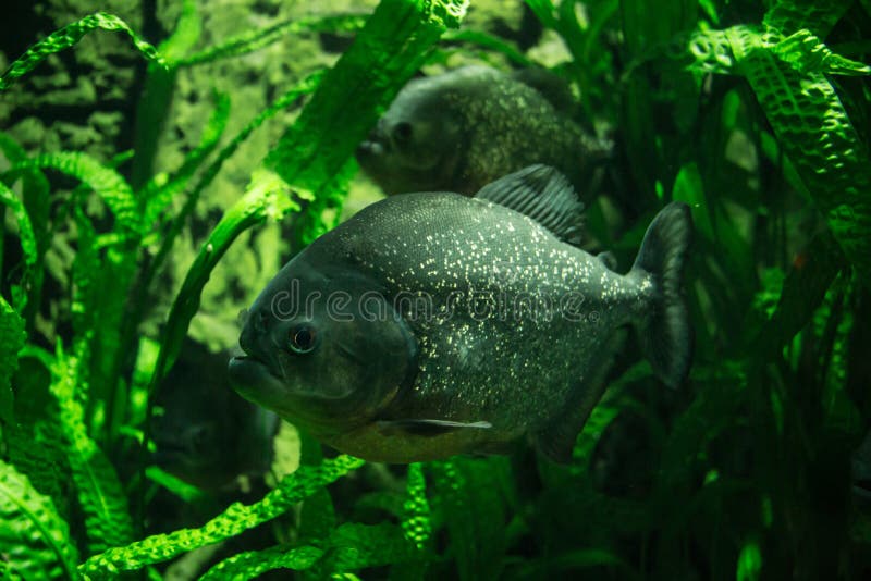 Piranha underwater stock photo. Image of life, piranha - 30154766