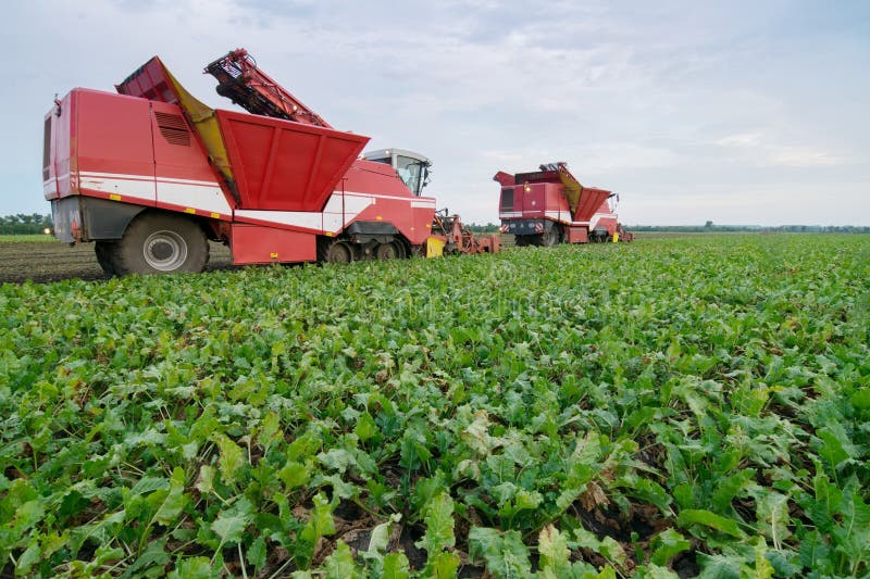 Two Big Red Combine Harvesters Harvest of Sugar Stock Image - Image of ...