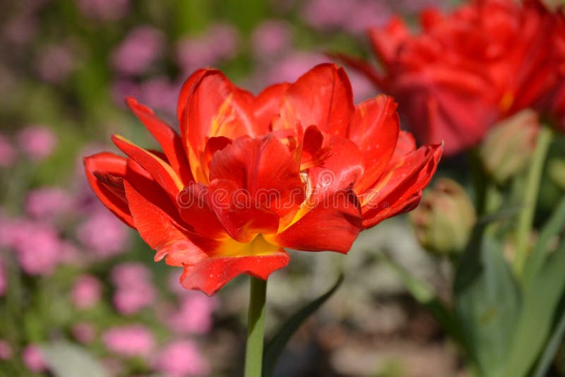 Two Big Red Tulips in Green Park Stock Image - Image of abstract ...