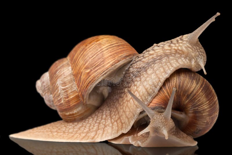 Two big snails posing stock image. Image of isolated - 189912001