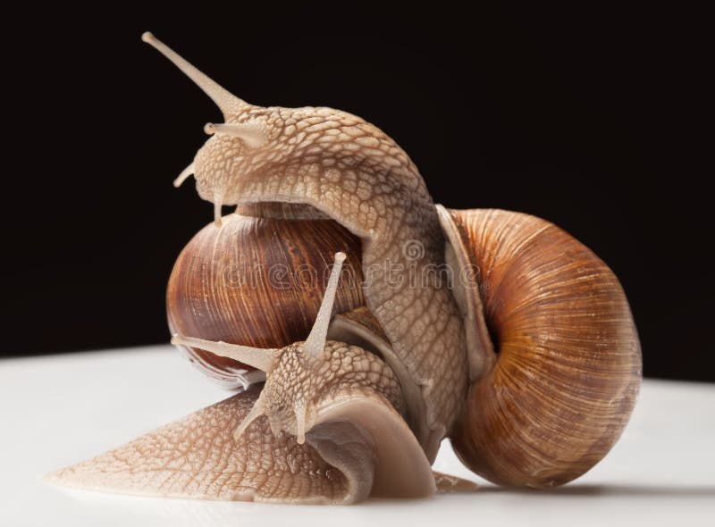 Two big snails stock photo. Image of insect, molluscs - 60003598