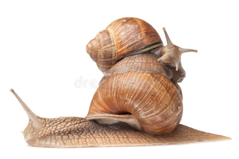 Two big snails posing stock photo. Image of slides, cute - 195590316