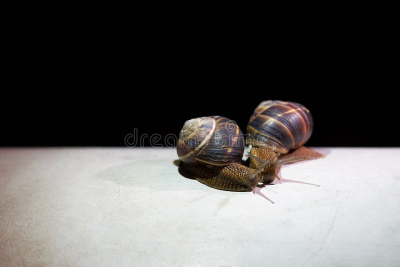 Two Big Snails after a Rain Crawl on a White Surface at Night. Stock ...