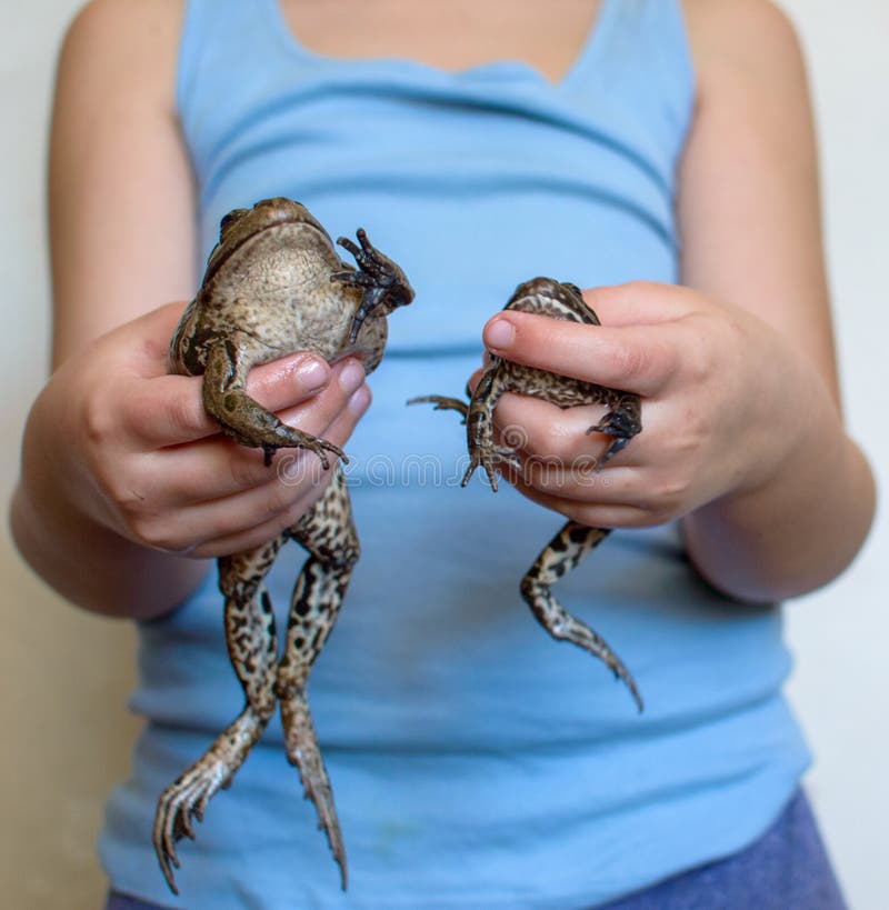 Two Big Toads in Children& X27;s Hands Stock Image - Image of ugly ...