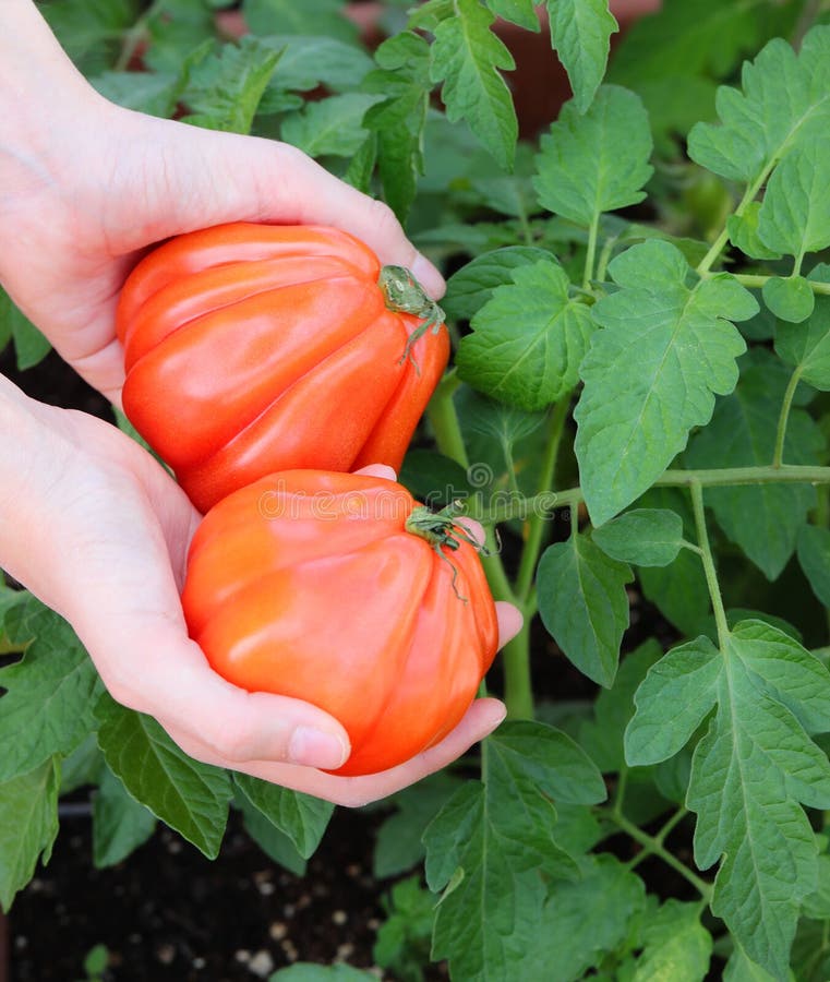 Two Big Tomatoes Called Beef Tomato Stock Photo - Image of hand ...