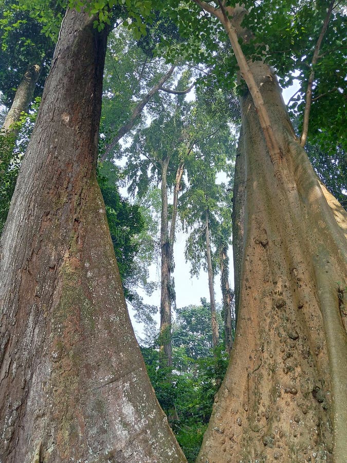 Two Big Tree at the Bogor Botanical Garden Editorial Photo - Image of ...