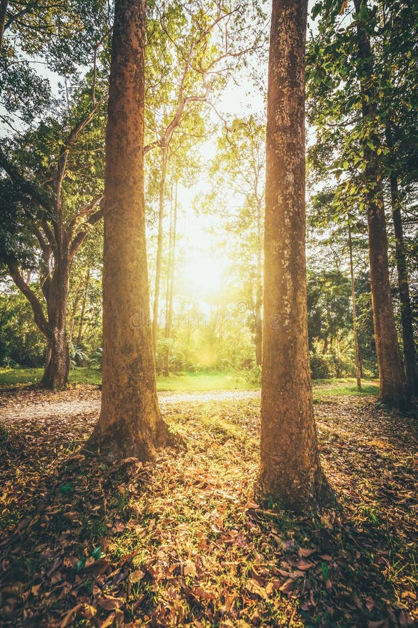 Big Tree in the Forest and Sun Light in Sunset Stock Image - Image of ...