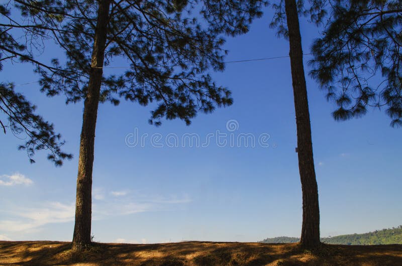 Two Big Trees, Blue Sky As a Backdrop between the Tow Big Trees Stock ...