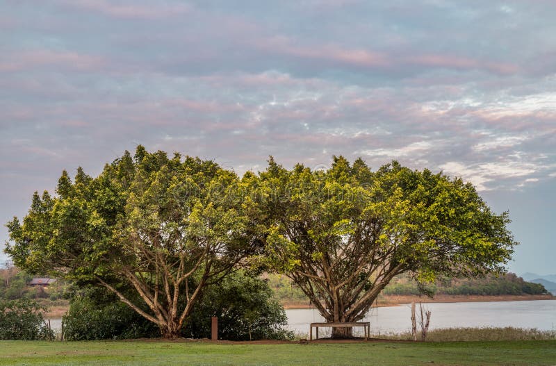 Two Big Trees with Branchesat the Lake Shore with Mountain Range in ...