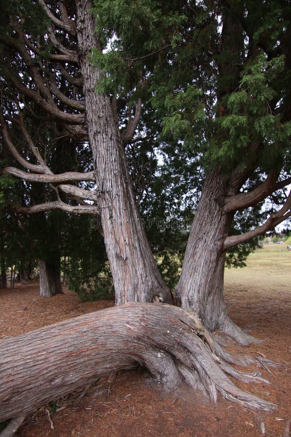 Two Big Trees and a Fallen Tree Stock Image - Image of clouds, building ...