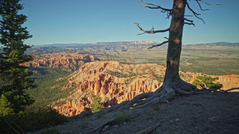 Two Big Trees in the Foreground at Bryce Point. Stock Video - Video of ...