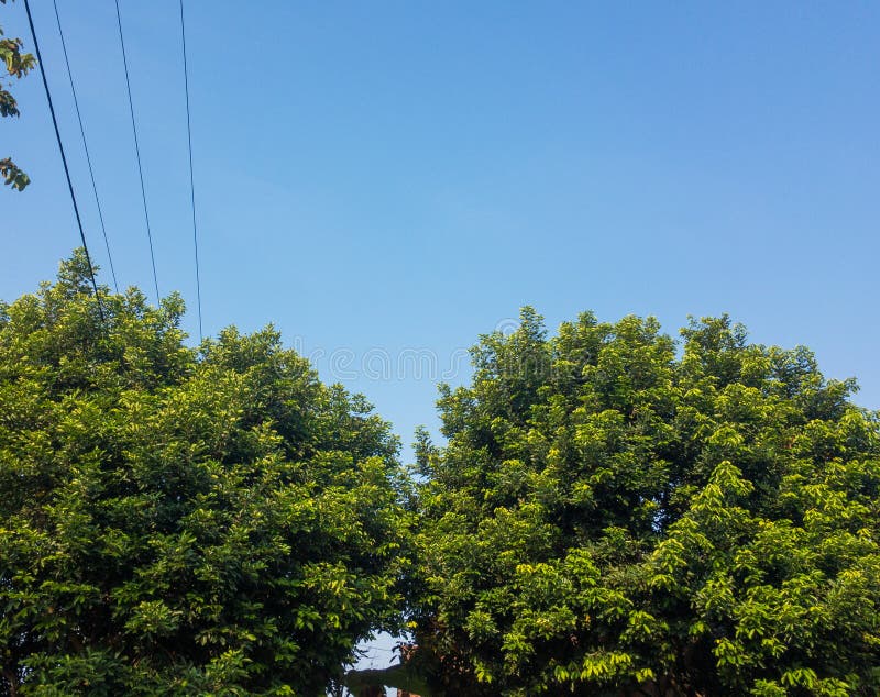 Two Big Trees with Low Angle Stock Image - Image of indonesia, 2021: ...