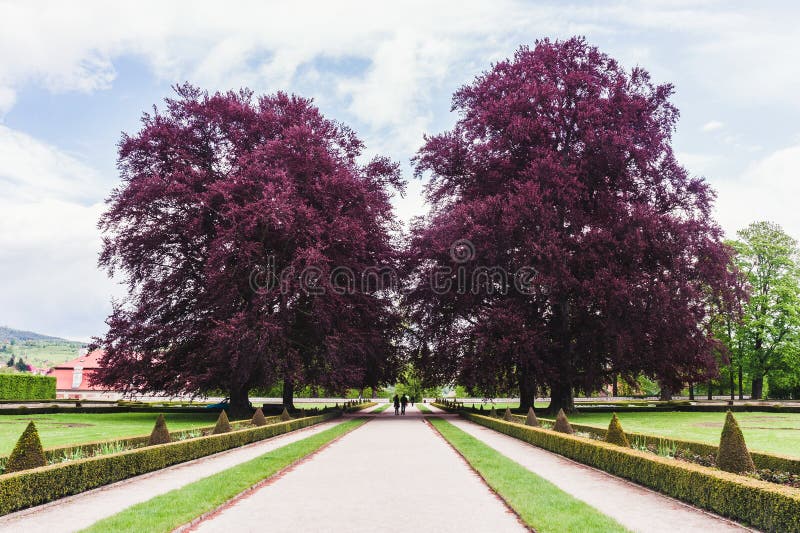 Two Big Trees with Purple Foliage in Park Stock Photo - Image of orange ...