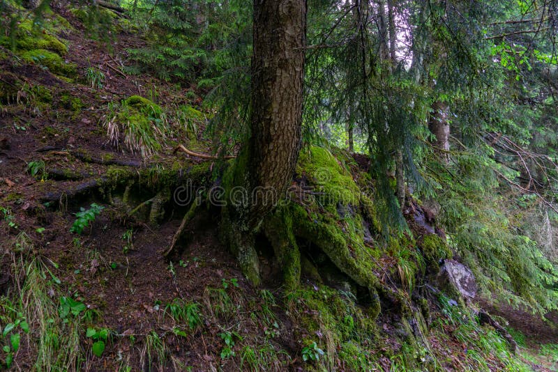 Two Big Trees by the Roots, in Wide Angle Stock Image - Image of lumber ...