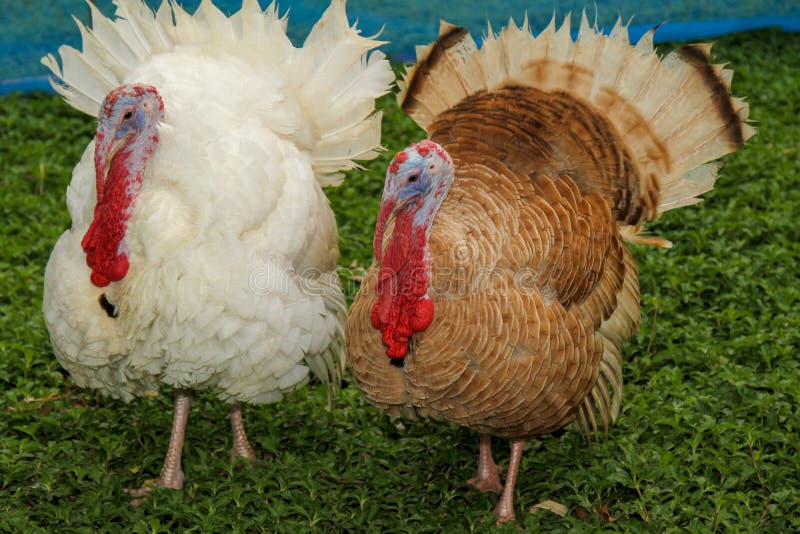 Two big turkey in garden. stock image. Image of breeding - 138290989