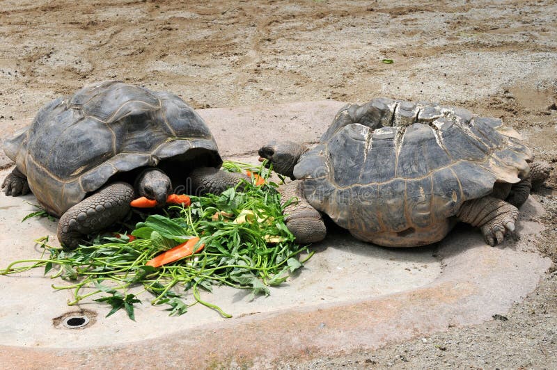 Two big turtle eating stock photo. Image of nature, animal - 16411484