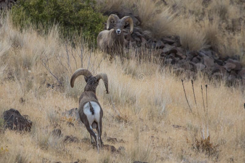 Desert Bighorn Sheep Fighting