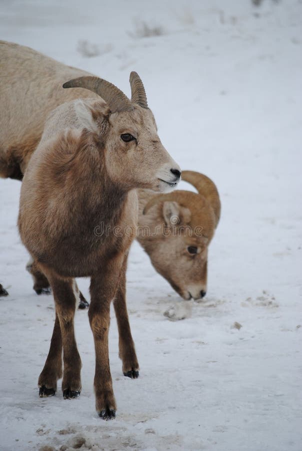 Bighorn Sheep Standing in a Snowy Winter Landscape Stock Image - Image ...