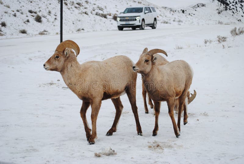 Bighorn Sheep Standing in a Snowy Winter Landscape Stock Image - Image ...