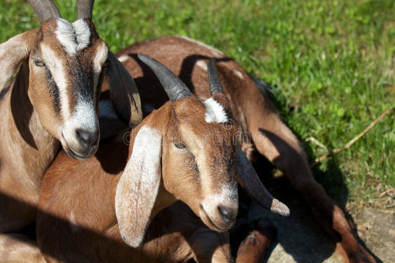 Two nanny goats stock image. Image of shelter, animal - 20016447
