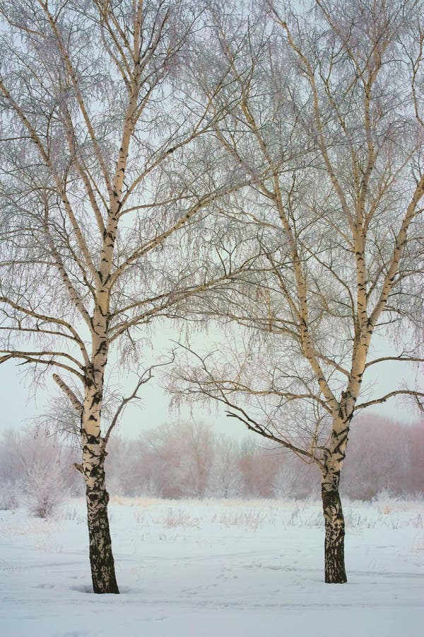 143 Two Intertwined Trees Stock Photos - Free & Royalty-Free Stock ...