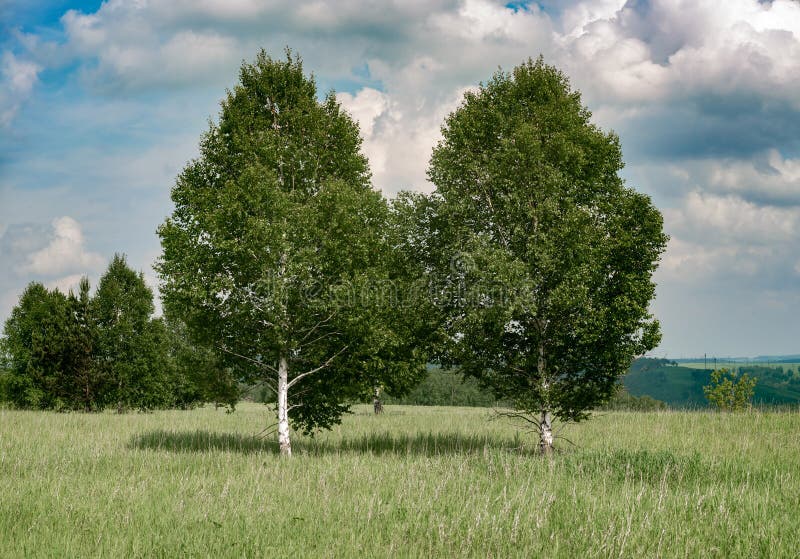 Two birch trees in a field stock image. Image of park - 220663341