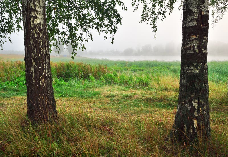 Two birch trees in the fog stock image. Image of russia - 194787385