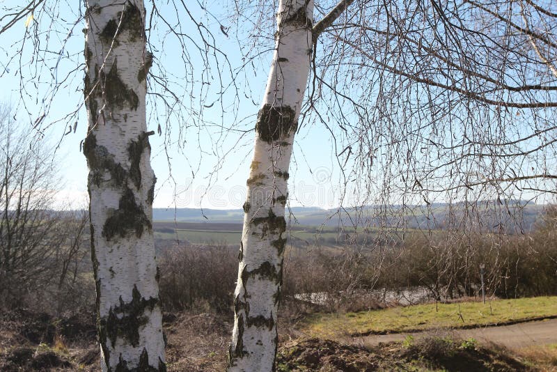 Two birch trees stock image. Image of closeup, freshness - 46480615
