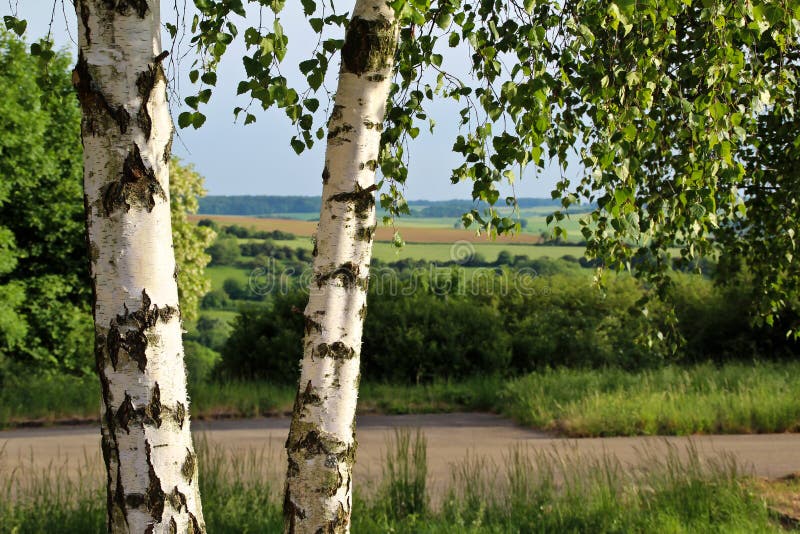 Two birch trees stock image. Image of trees, plant, summer - 46966231