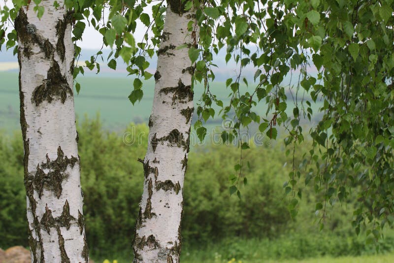 Two birch trees stock photo. Image of season, branch - 48065844