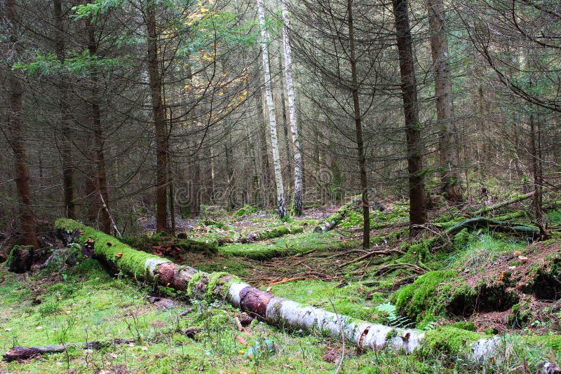 Two Birch Trees Lighted in the Forest Stock Image - Image of pines ...