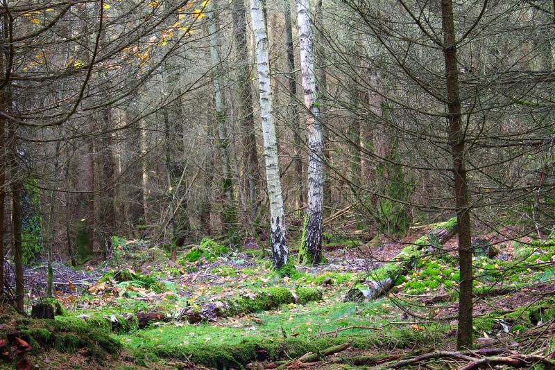 Two Birch Trees Lighted in the Forest Stock Image - Image of bark ...