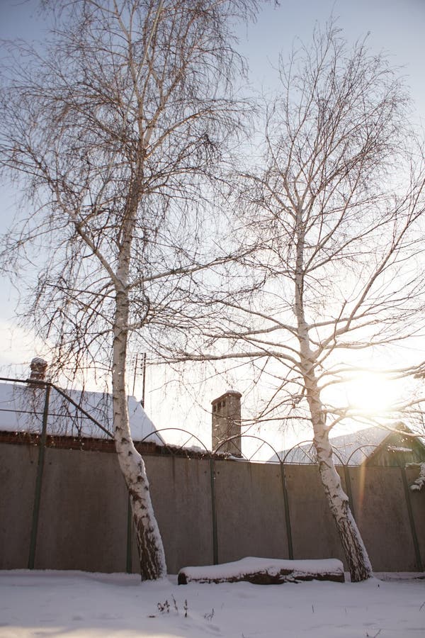 Two Birch Trees and Log Bench in the Sunny Winter Garden. Stock Photo ...