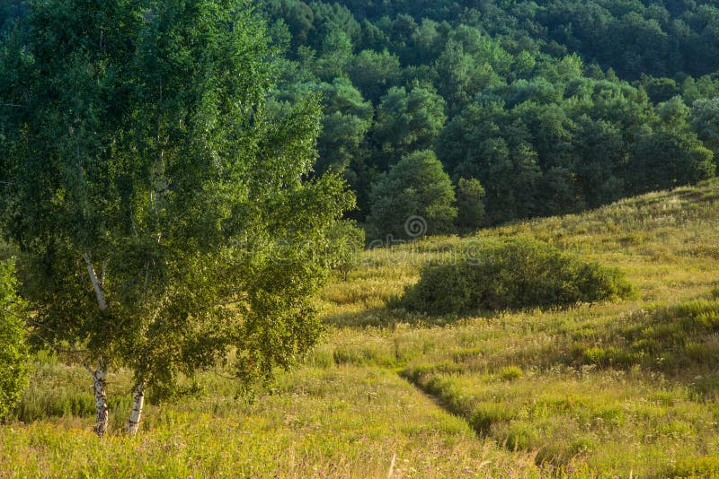 Two Birch Trees on a Meadow Against Wood Stock Image - Image of pathway ...