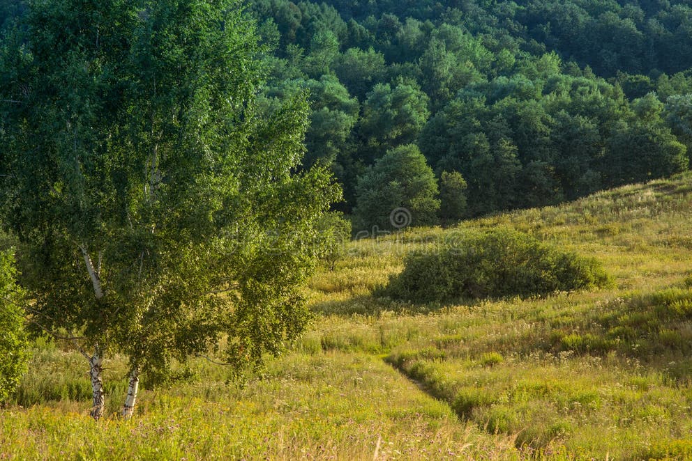 Two Birch Trees on a Meadow Against Wood Stock Image - Image of pathway ...
