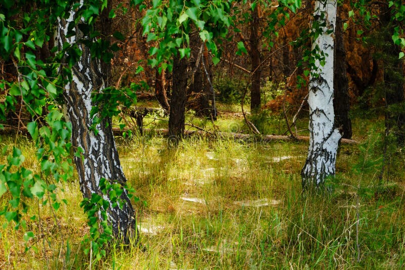 Two Birch Trees in a Pine Forest, Sunlight through Branches Stock Photo ...
