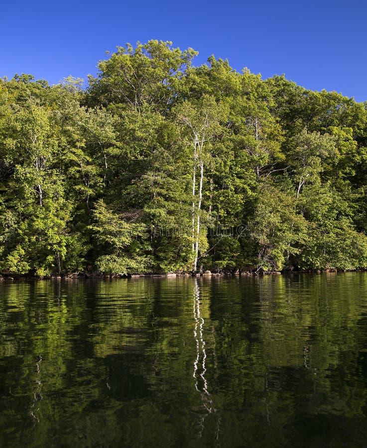Birch Trees in Water at Lake Shoreline Stock Image - Image of forest ...