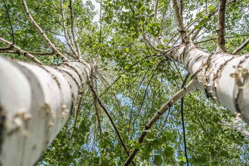 Two birch trees stock photo. Image of dark, plant, flower - 76071906
