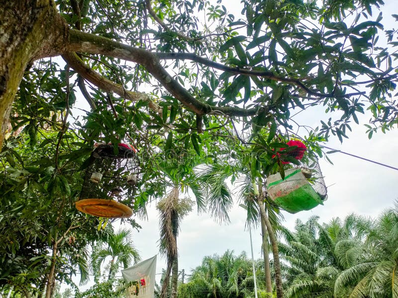 Two Bird Cages that Have Been Hung from Tree Branches Stock Image ...