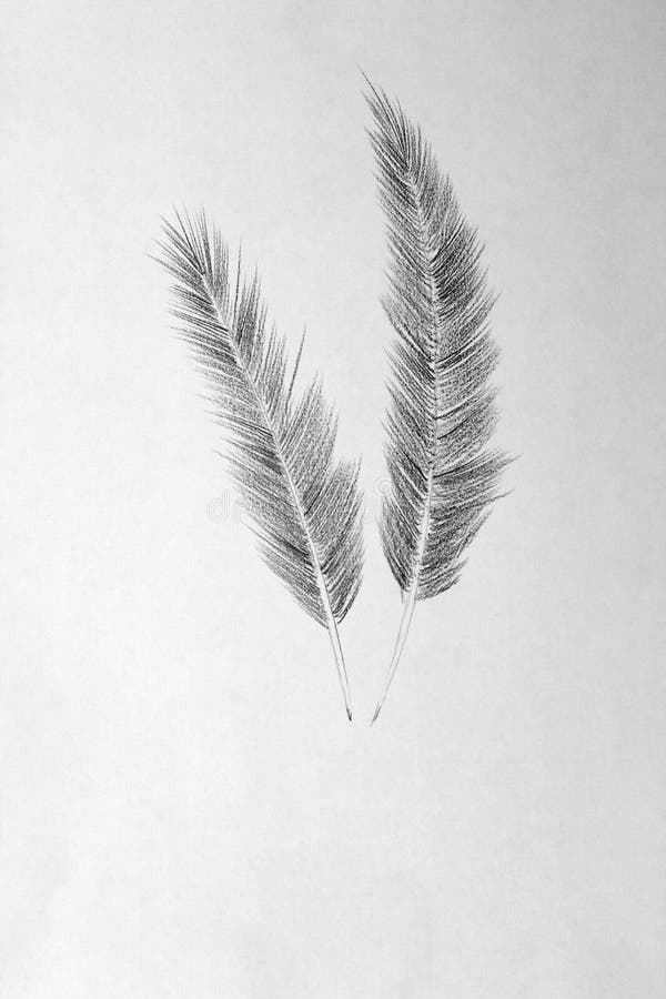 Two bird feather stock image. Image of poet, macro, drawing - 61926305