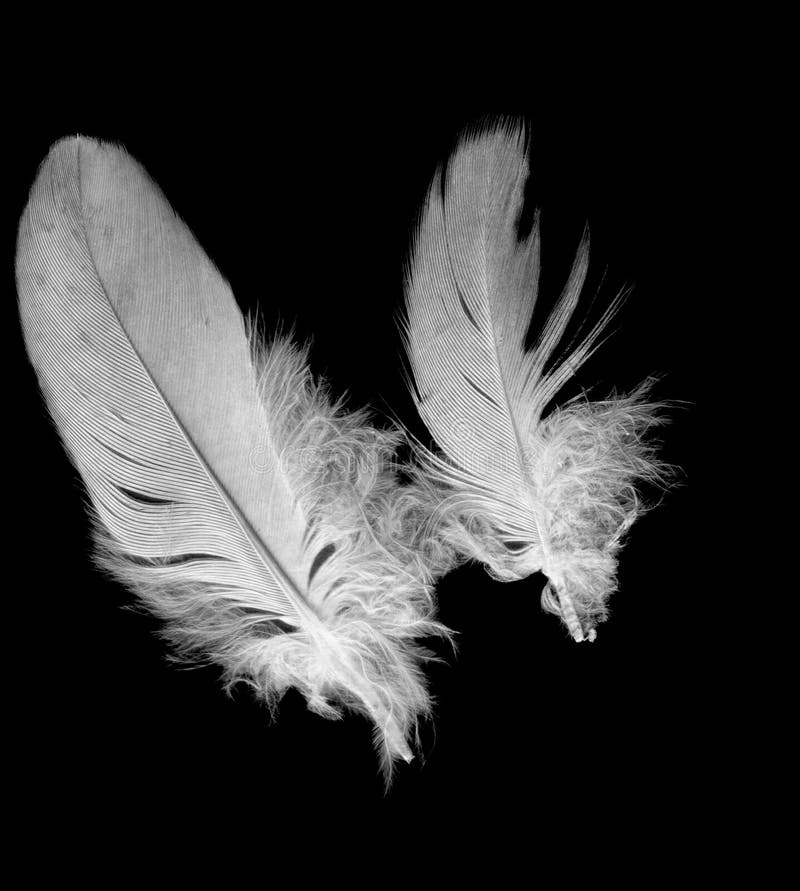 Two Bird Feathers Isolated on Black Background Stock Image - Image of ...