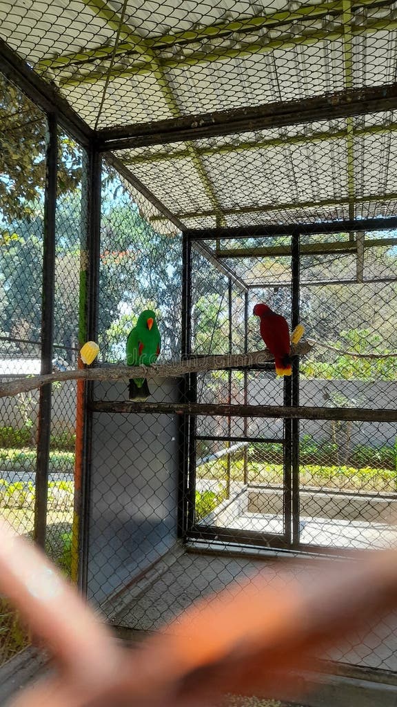 Two Parrot Birds in the Garden Stock Photo - Image of parkit, garden ...