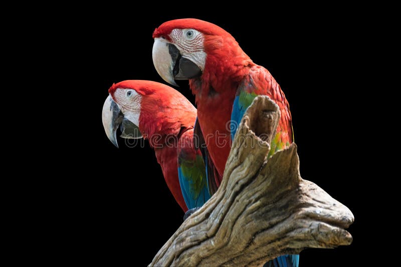 Two Bird Red Macaw on a Branch Stock Image - Image of colorful, tree ...
