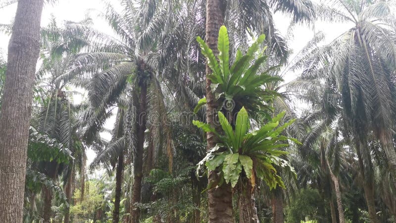 Two Bird`s-nest Ferns Sprouting Out from the Palm Tree Stock Video ...