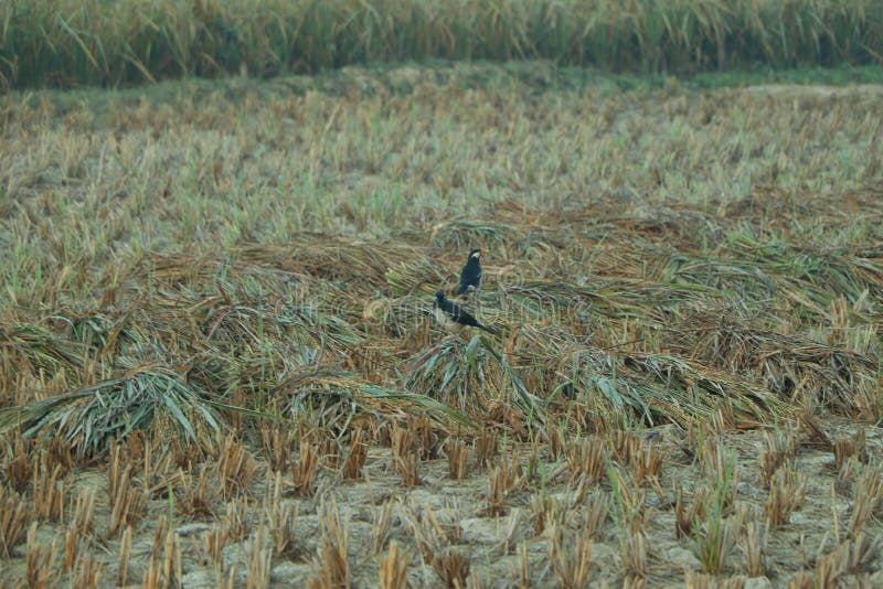 Two Bird in Search of Food in Rice Field Stock Image - Image of ...